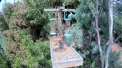 Tuwal - Birdomanĝejo, Arabia Saudita - Cámaras web, webcam