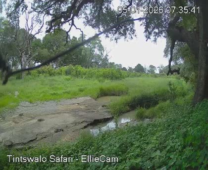 Maneleti gamtos rezervatas - Tintswalo Safari Lodge, Pietų Afrikos Respublika - kameros, kamera