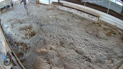 Netanya - Gan Yoshiya - Safe Haven for Donkeys in the Holy Land, Israel ...