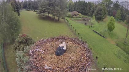 Strzelce - Störche, Nałęczów - Webcams